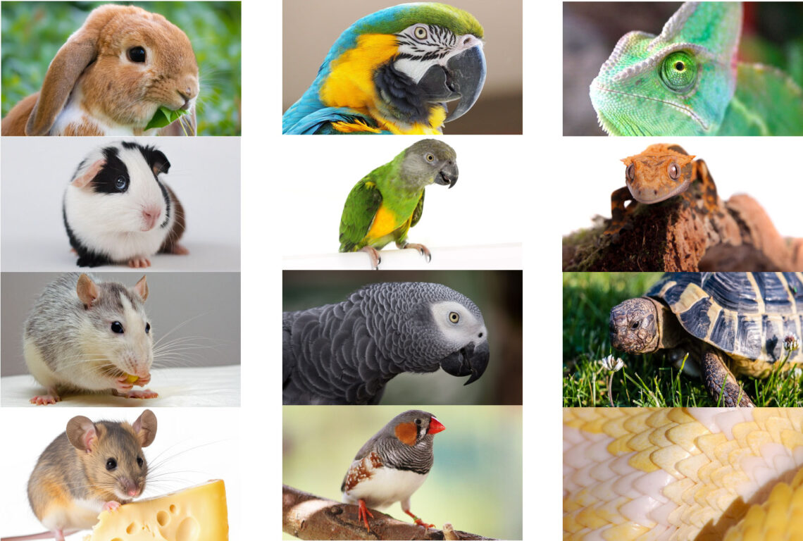 Exotic Pets Overberg